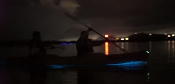 「生きている」ライト。発光する微生物を使って作られた照明 | BioGlo (バイオグロ) | Kickstarter fan!